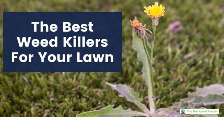 The Best Broadleaf Weed Killer for Lawns: 2024 Review and ...