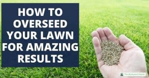 How To Overseed a Lawn For Optimum Results - The Backyard Master