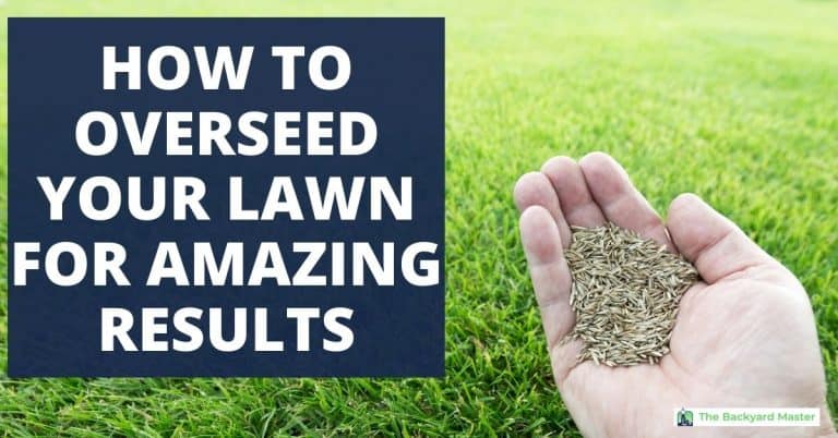 How To Overseed a Lawn For Optimum Results - The Backyard Master