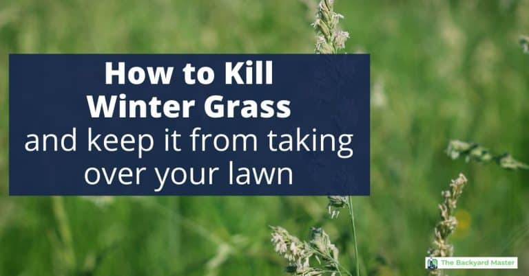 How to Kill Winter Grass on Your Lawn: A Simple Guide - The Backyard Master
