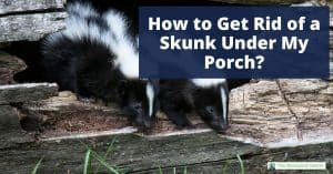 How to Get Rid of a Skunk Under Your Porch - The Backyard Master