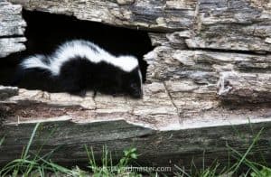 How to Get Rid of a Skunk Under Your Porch - The Backyard Master