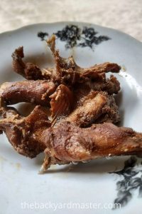 Can You Eat Squirrel from Your Backyard? Everything You Need to Know ...