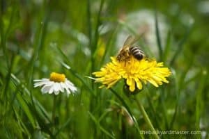 How to Get Rid of Bees in Your Yard: A Homeowners Guide - The Backyard ...
