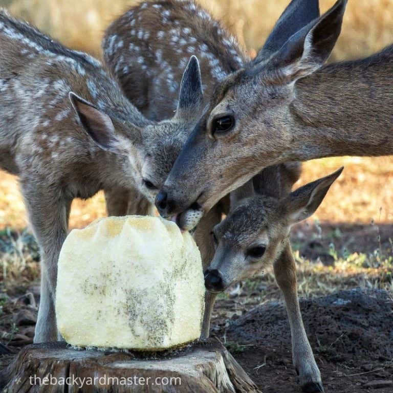 How to Attract Deer to Your Yard: 15 Foolproof Ways - The Backyard Master