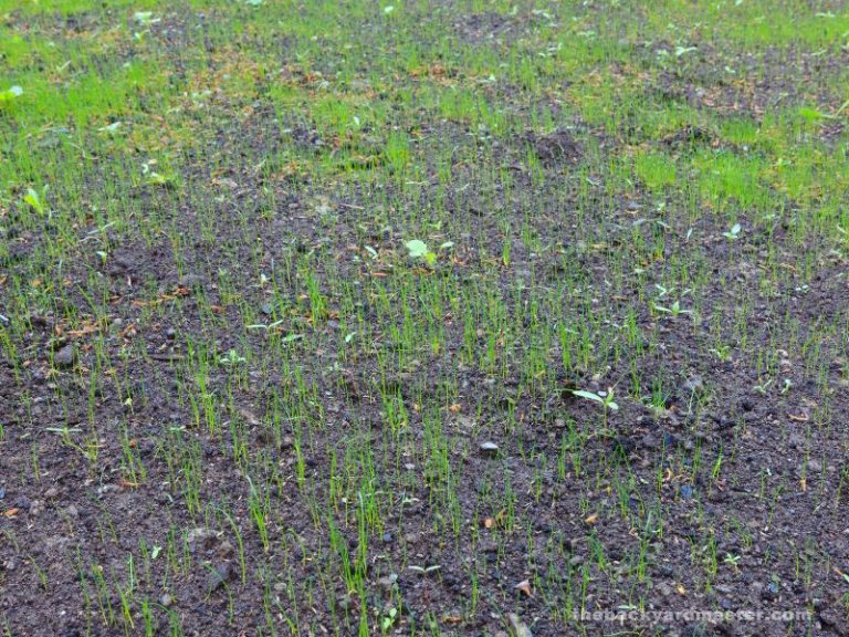 How to Care for Your Newly Hydroseeded Lawn - The Backyard Master