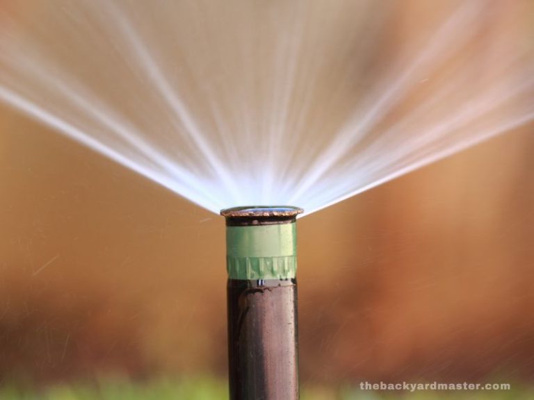 How to Care for Your Newly Hydroseeded Lawn - The Backyard Master